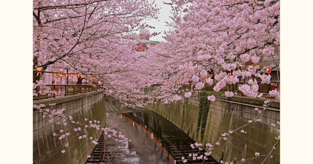 Everything You Need to Know about Japanese cherry blossom: Sakura
